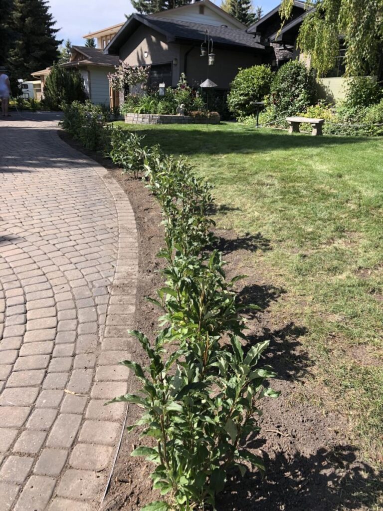 New Tree installations - Open Canopy Tree Co.